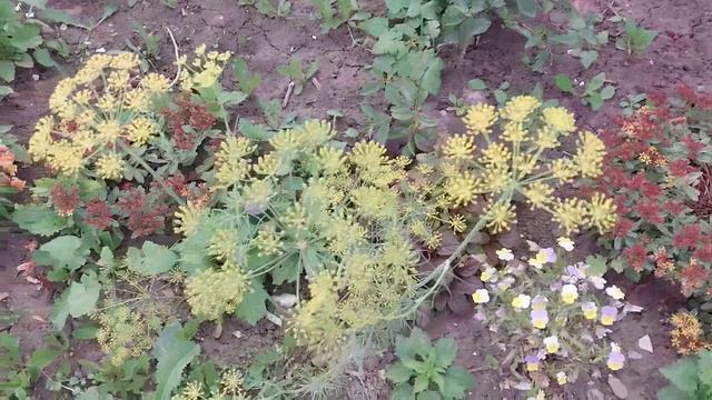 Вот и середина лета!