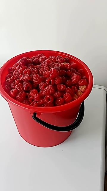 Собрали малину.