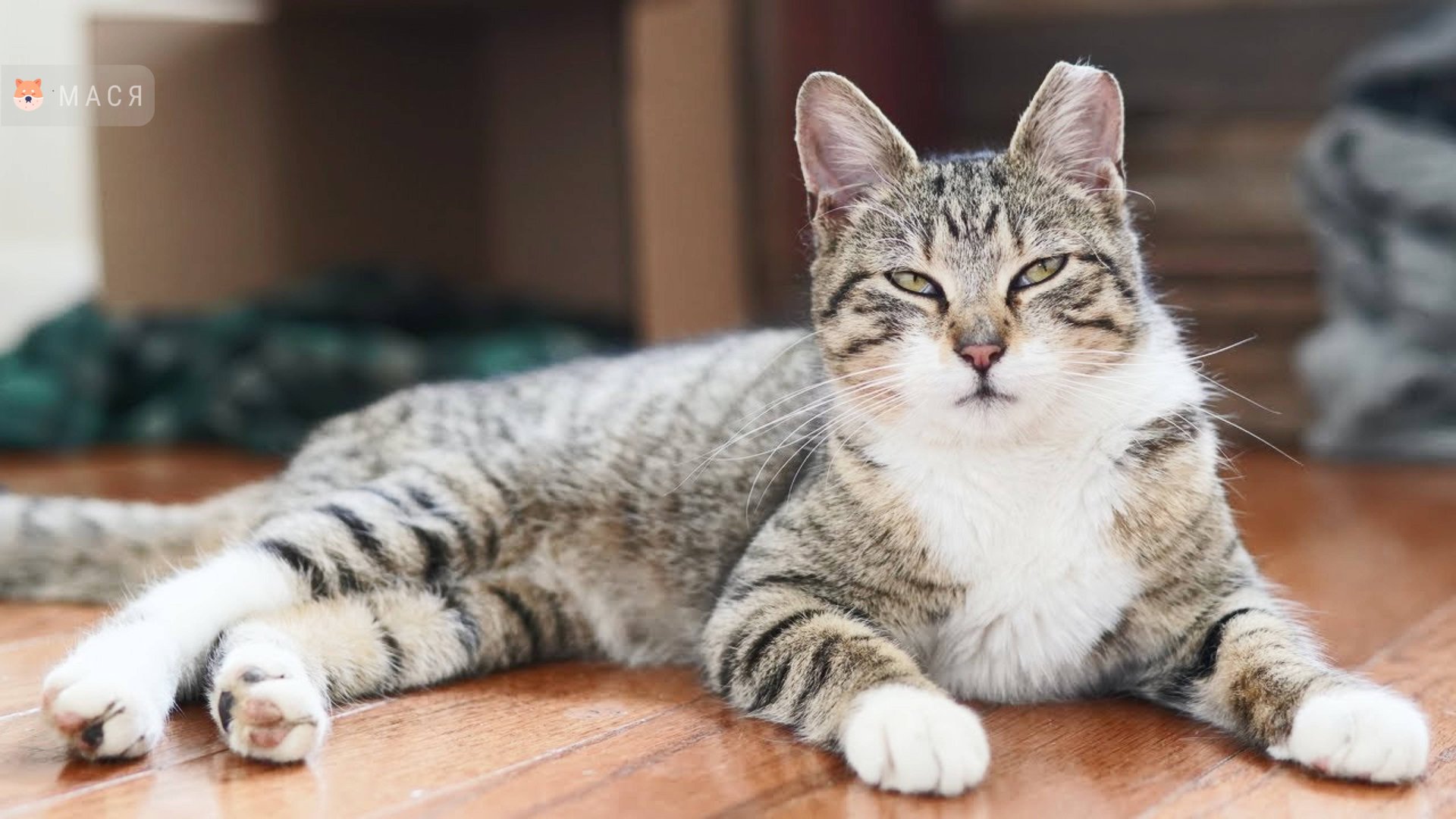 Бездомный кот Фрэнки находит новый дом