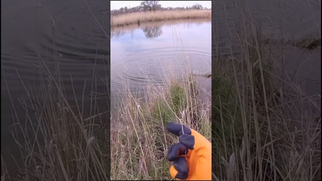 Рыбалка с Рогаткой на Змееголова #рекомендации#рыбалка#рыбалканарогатку#top#fishing