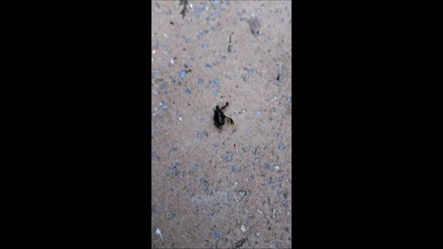 Труд сделал из обезьяны человека, а из муравья?