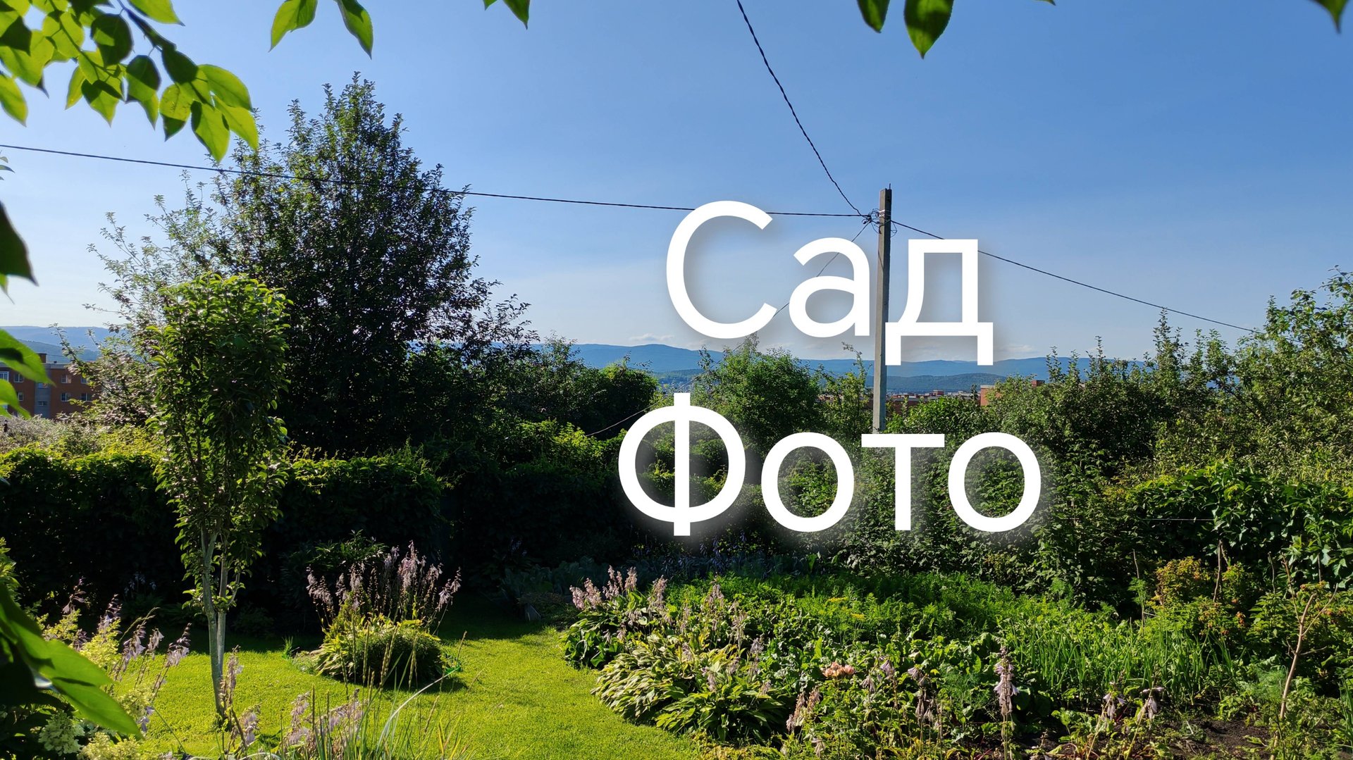 Сад. Фото. 17.07.2025