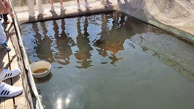 Форелевая ферма в Михайловске