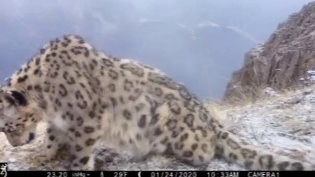 КАКОЙ КРАСАВЕЦ! 1000052456.mp4