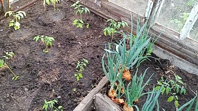 Что посадила на огороде