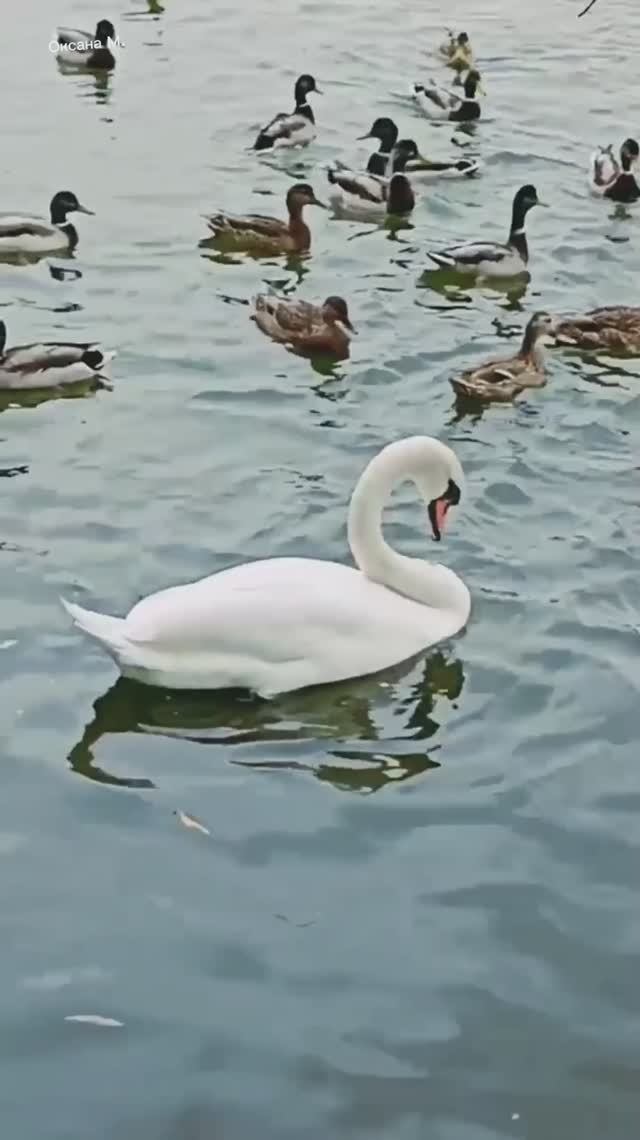 Путешествие в Казань. Октябрь 2022 года. 14 часть. Гуляем около озера Кабан.mp4