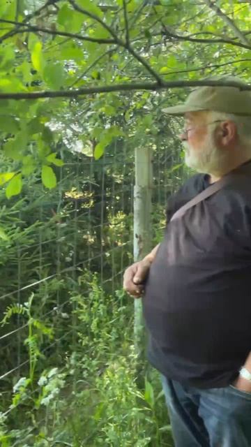 Лучший забор - сетка + кусты. Живая изгородь практически #дача #дом #каркасник #стройка #забор