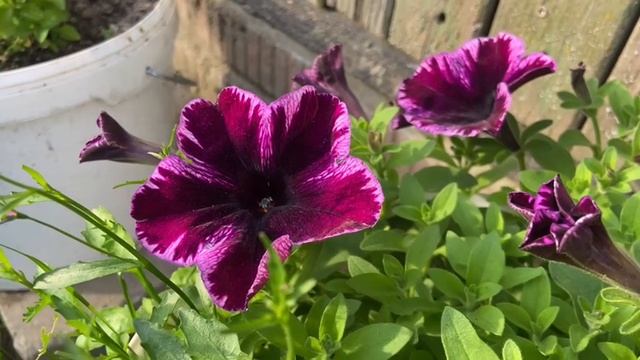 Петуния вегетативная (Go! Tunia Cosmic Pink).  Наконец то зацвели мои меристемные саженцы 11 июля