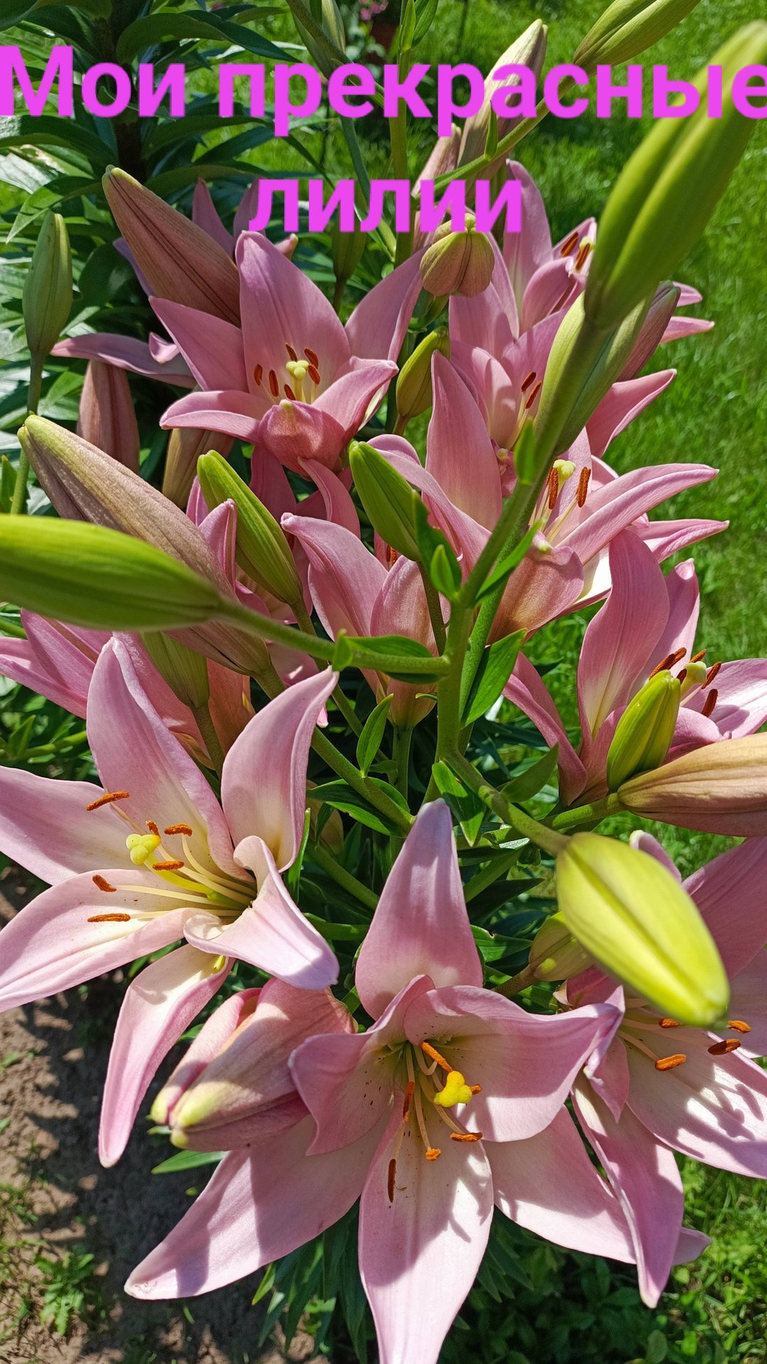 Мои прекрасные лилии
