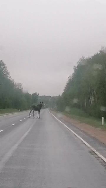 Встретили лесного красавчика на дороге