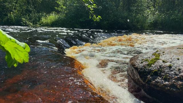Река Мга в июле 2025, перекаты и пороги