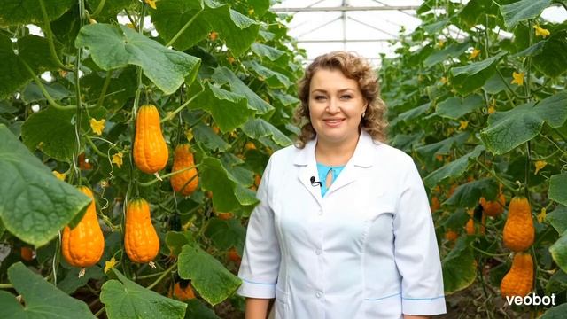 Мандурец - это гибрид мандарина и огурца.