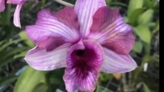 П-16.Ч-8. Ден. King Dragon Pink Stripe знакомство через 5 дней после получения и посадки без корней