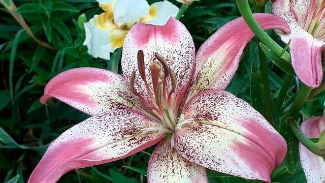 лилия ЮВЕРЬЯНА (Vlasova' 2024)