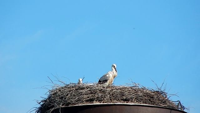 Аист на столбе птенцы в гнезде