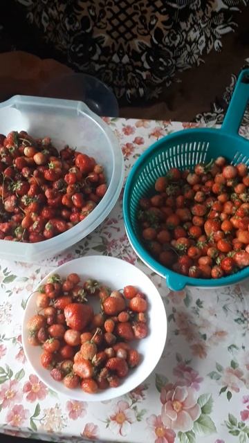 ЯГОДНОЕ ЛЕТО