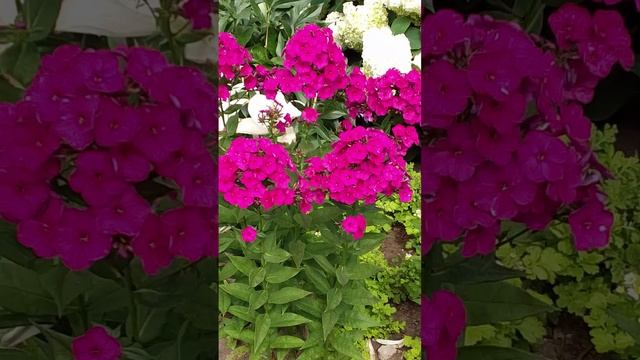 Романтическая музыка, Chris Haugen - Spanish Rose