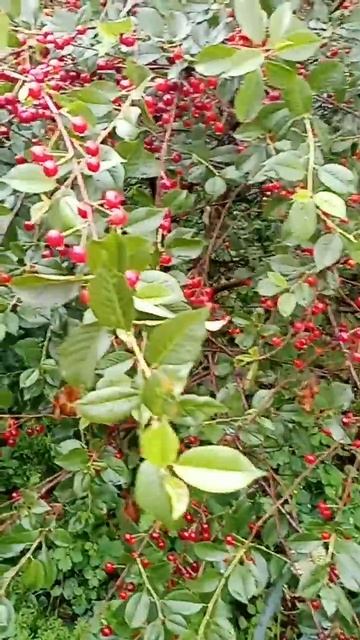 А у нас дожди.