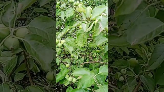 15 июня 2025 г.