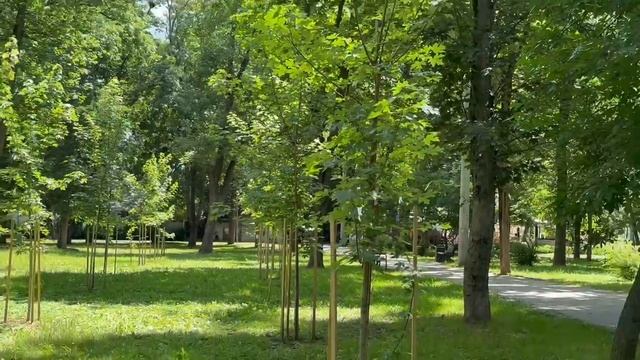 Краснолистные клены радуют жителей Краснодара