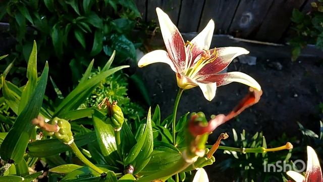 Любуемся лилиями под музыку Поля Мориа