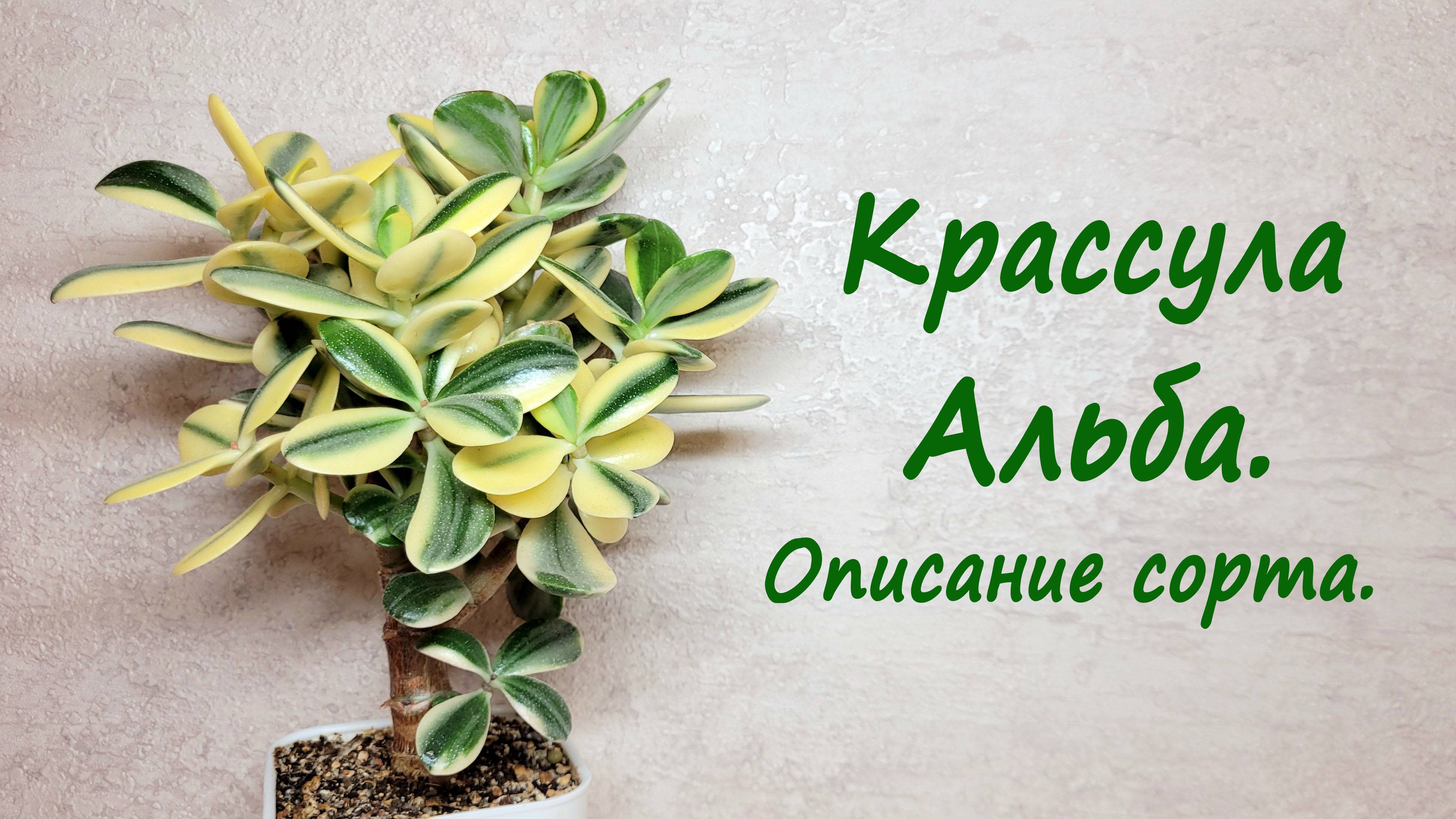 Крассула Альба. Описание сорта.