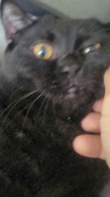 Relax #chat #cat #cats #challenge #funny #humor #drole #catlover #catlove #catvid