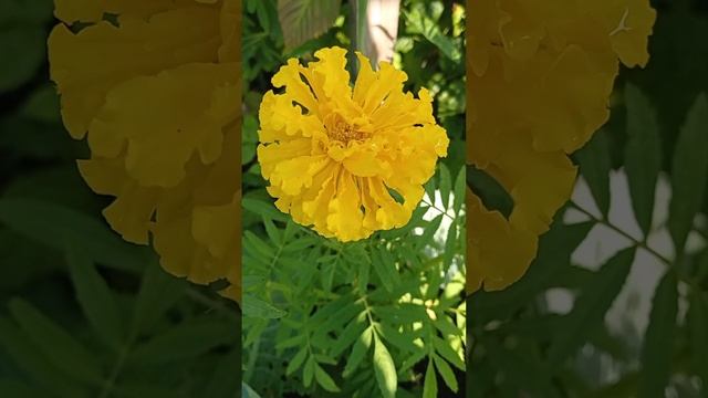 наш сад 17 июля, размышления пенсионера