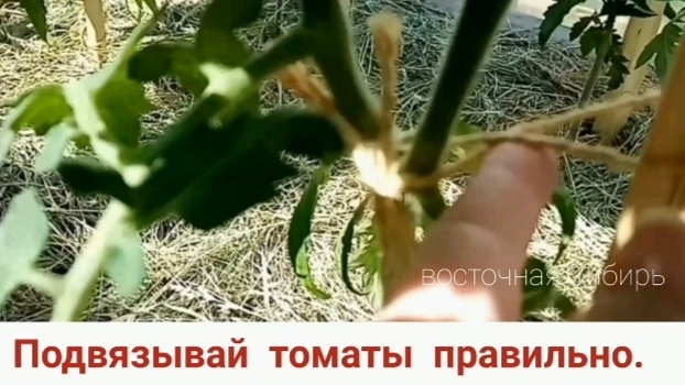 Подвязка томатов восьмеркой.