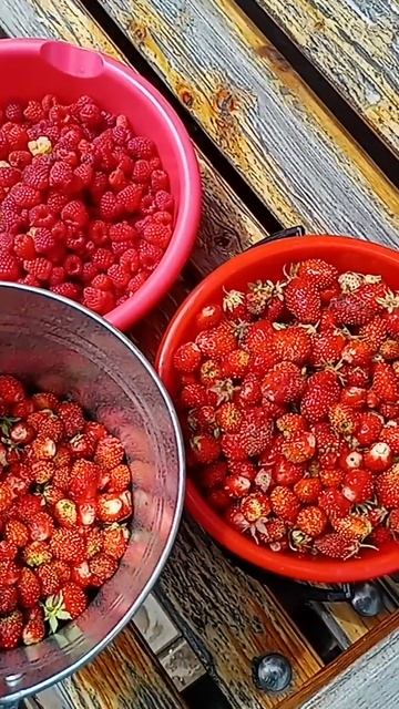 Собрала клубнику и малину.