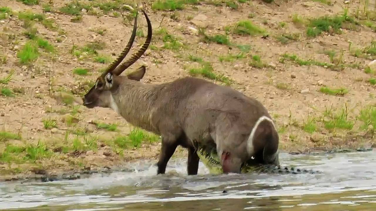 Это копытное выживает там, где другие сдаются - АФРИКАНСКИЙ ВОДЯНОЙ КОЗЁЛ!