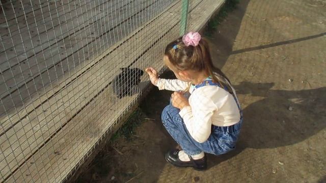 Мини-зоопарк "Ковчег"