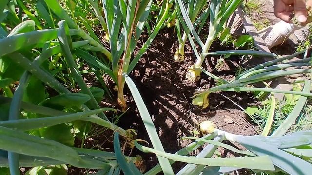 2075.  Обязательно сделаем это с луком!