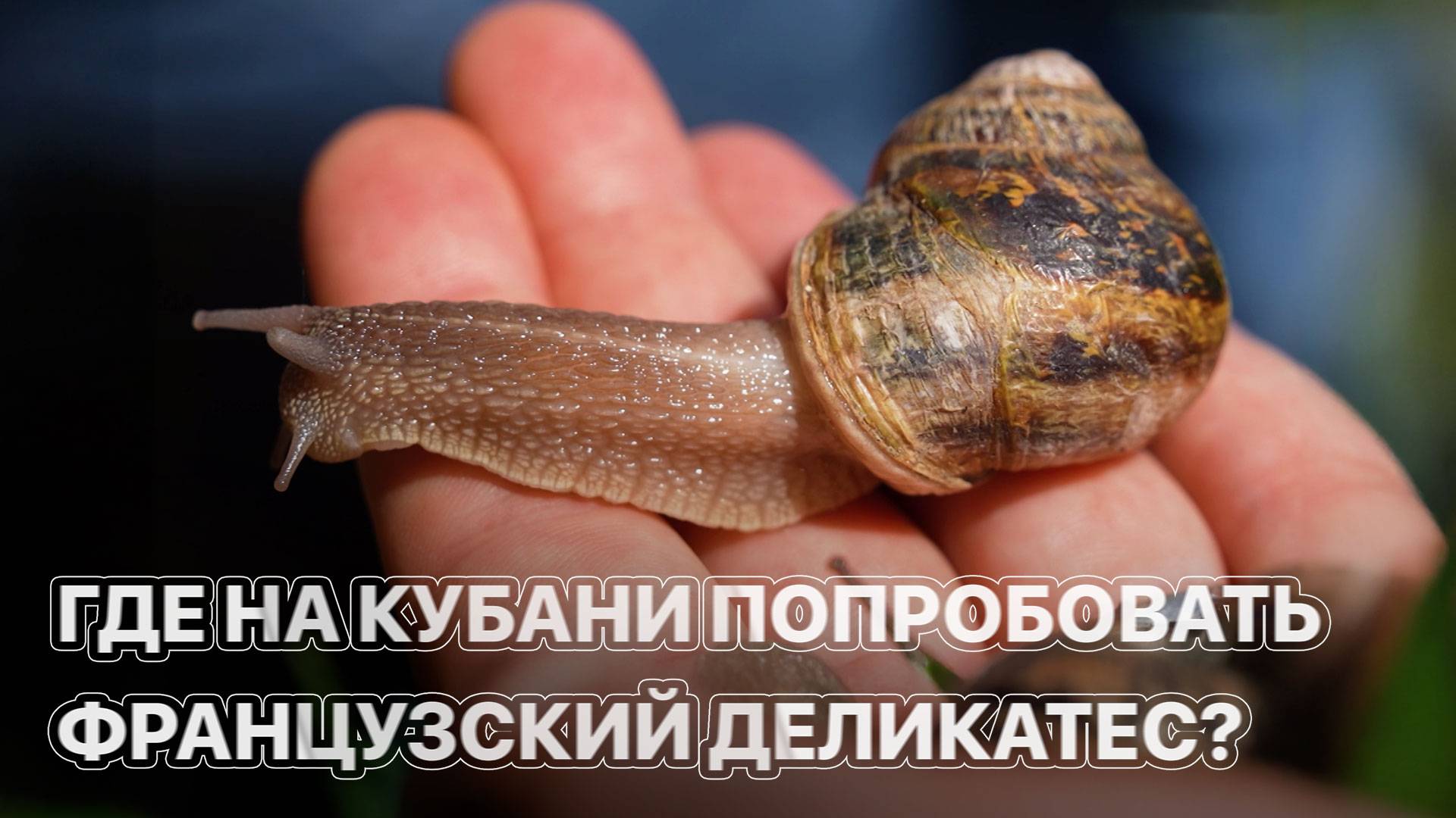 Улитки по-бургундски и не только. ЗЕМЛЕХОД