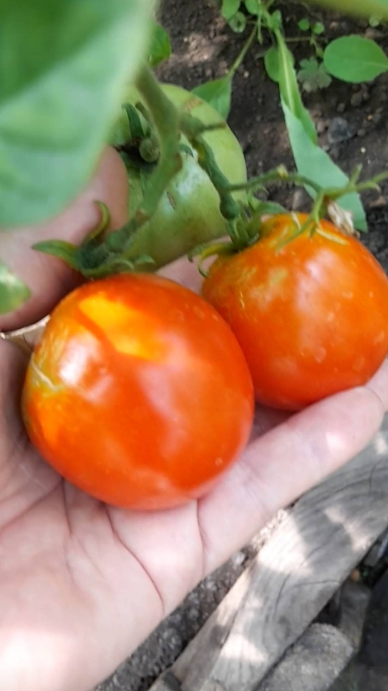 20250718_131457 Первые помидоры с куста