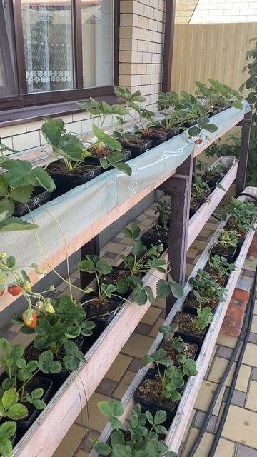 Обзор состояния клубники 18 июля.