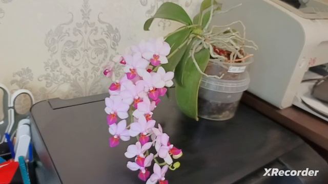 Орхидеи. Летнее цветение. Моя орхоколлекция.