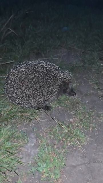 Встреча на вечерней прогулке