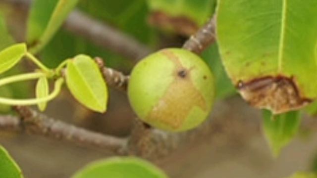 Манцинелловое дерево.  Самое опасное дерево в мире.