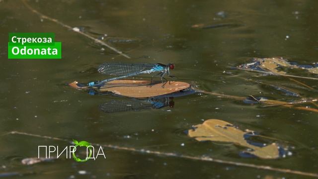 Природа. Стрекоза, Odonata