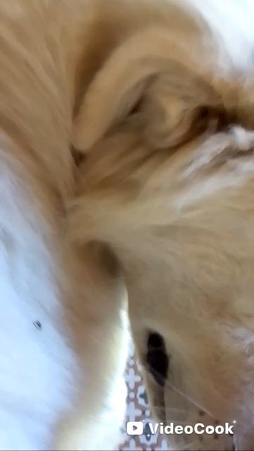 просто видео. собака по прозвищу гирои́