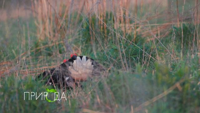 Природа. Тетерев, Lyrurus tetrix