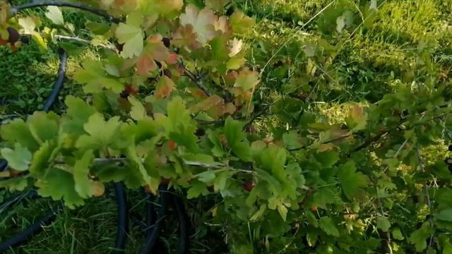 Йошта или крыжовник? Йошта...