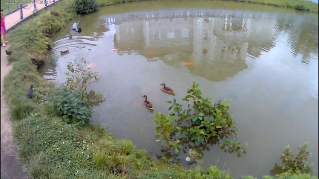 Калининград: утки и Хомлин за 15 секунд