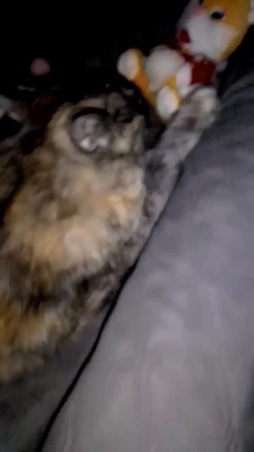 Котенок Барсик съел гуппи