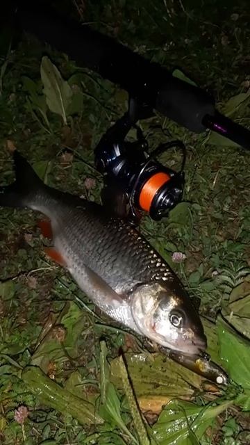 Опробуем новую катушку Akara Top Level