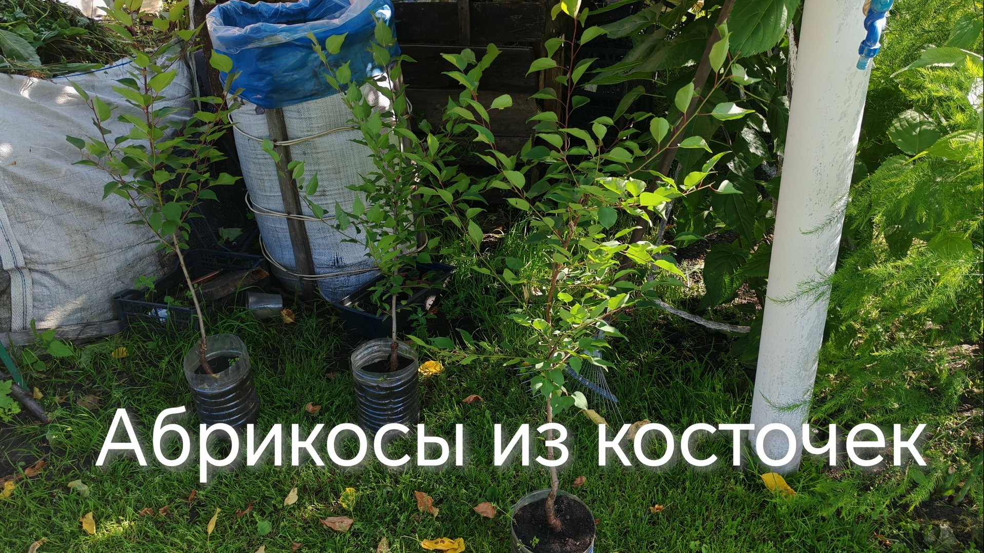 Сад. Абрикосы из косточек. 18.07.2025