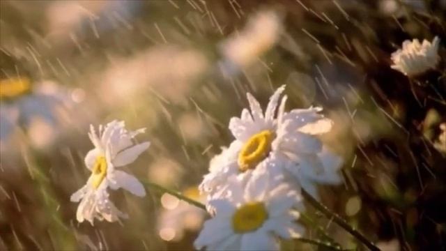 Амандық Құрманбаев. Жаңбырлы түн. Дождливая ночь. Подпишитесь на канал.