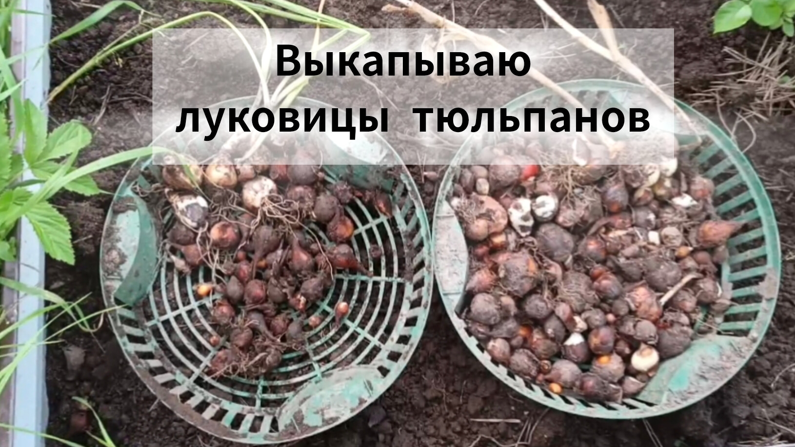 Выкапываю луковицы тюльпанов. Сажаю розу Кордана из магазина на их место