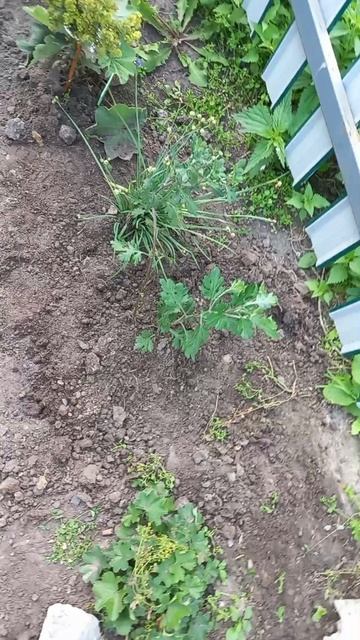 Сделала сухой ручей